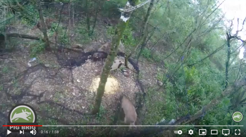 Pigs Entering the Pig Brig Trap System | Pig Brig Trap Systems