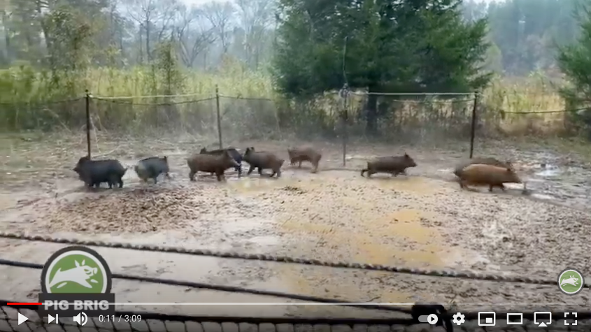The Pig Brig Trap System In Action | Pig Brig Trap Systems
