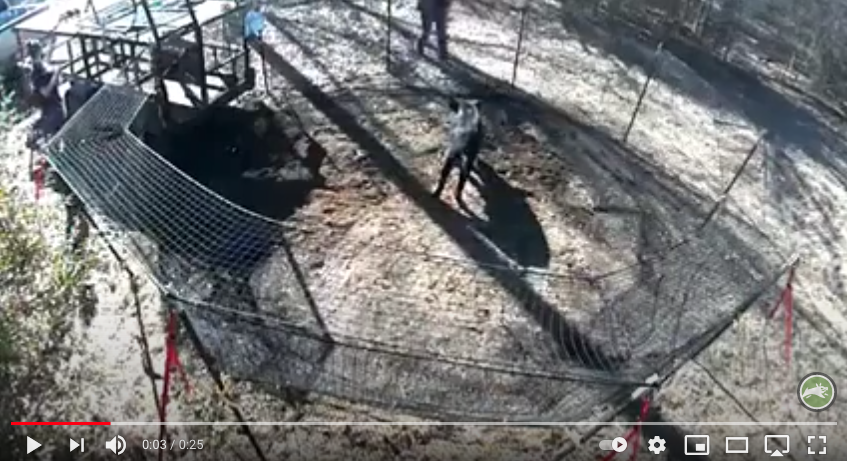 How to Load Pigs to Trailer from a Pig Brig | Pig Brig Trap Systems