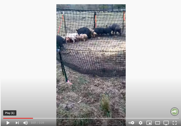 Pig Brig Trap System - Customer Video - 002 | Pig Brig Trap Systems